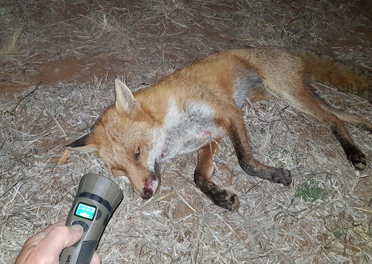 Mantis 50 proves effective fox lure - Sporting Shooters' Association of ...